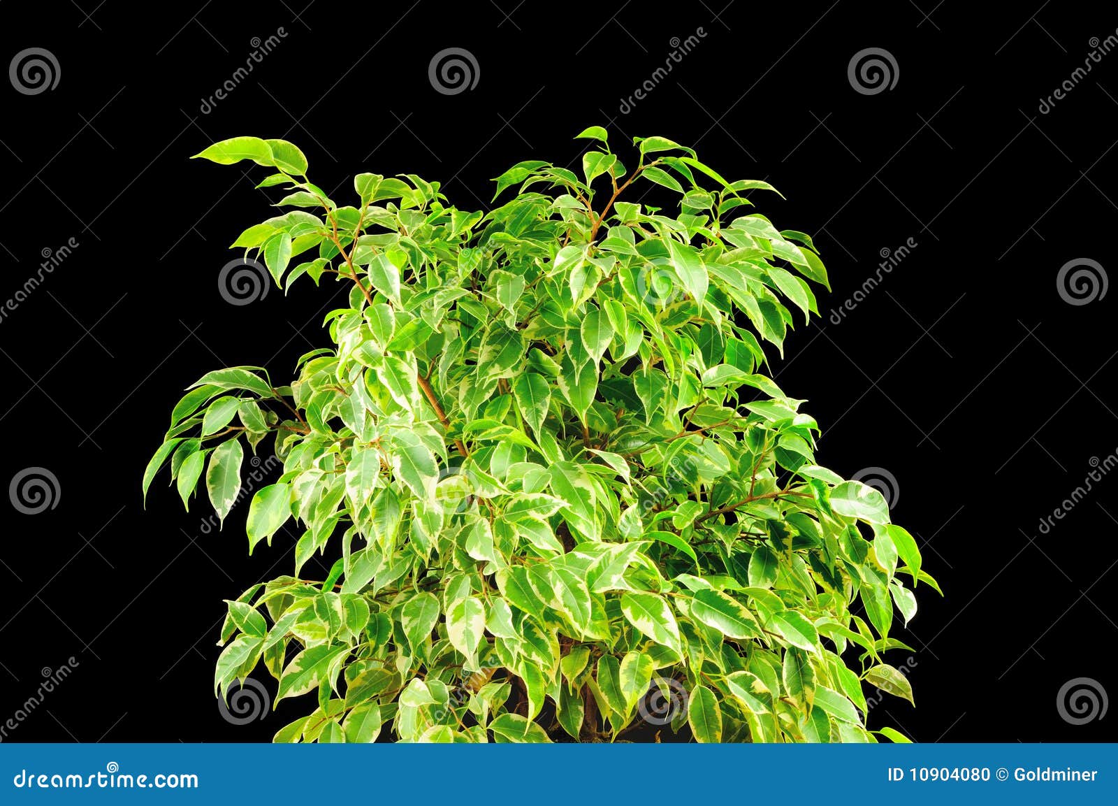 Ficus plant stock photo. Image of closeup, decorative - 10904080