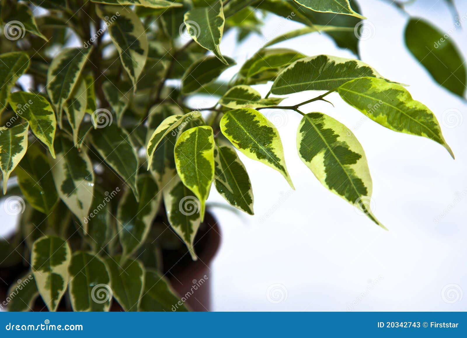 Ficus Plant With Sunlight Stock Image | CartoonDealer.com #119767651