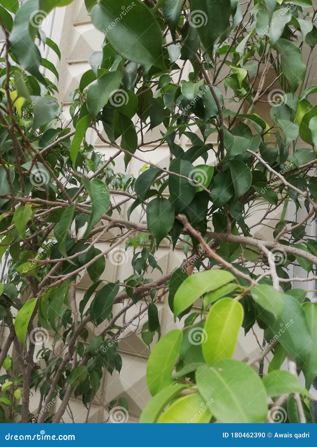 Ficus Plant Green Nature Peace Stems Stock Photo - Image of stems ...