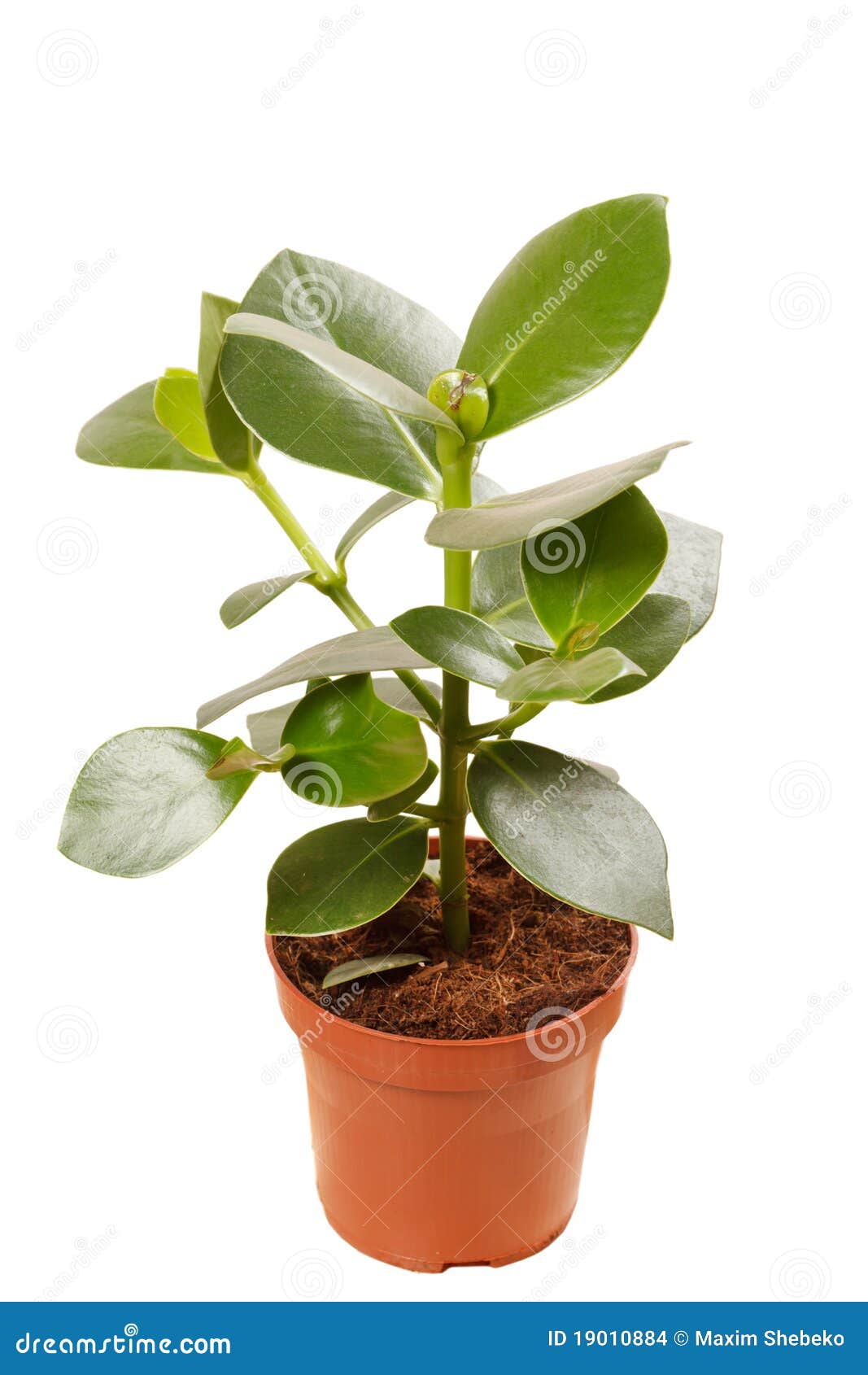 Ficus in the pot stock photo. Image of houseplant, flora - 19010884