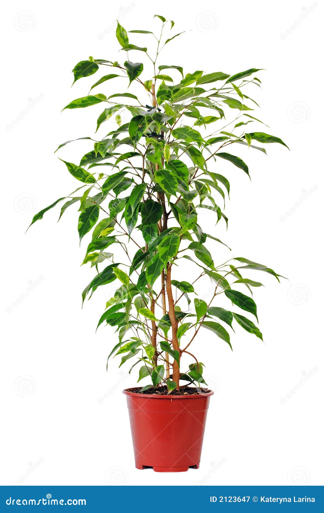 Ficus in pot. stock image. Image of room, home, plant - 2123647
