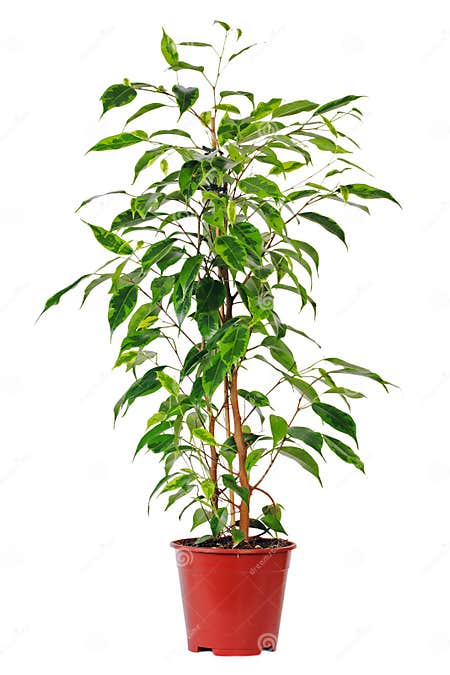 Ficus in pot. stock image. Image of room, home, plant - 2123647