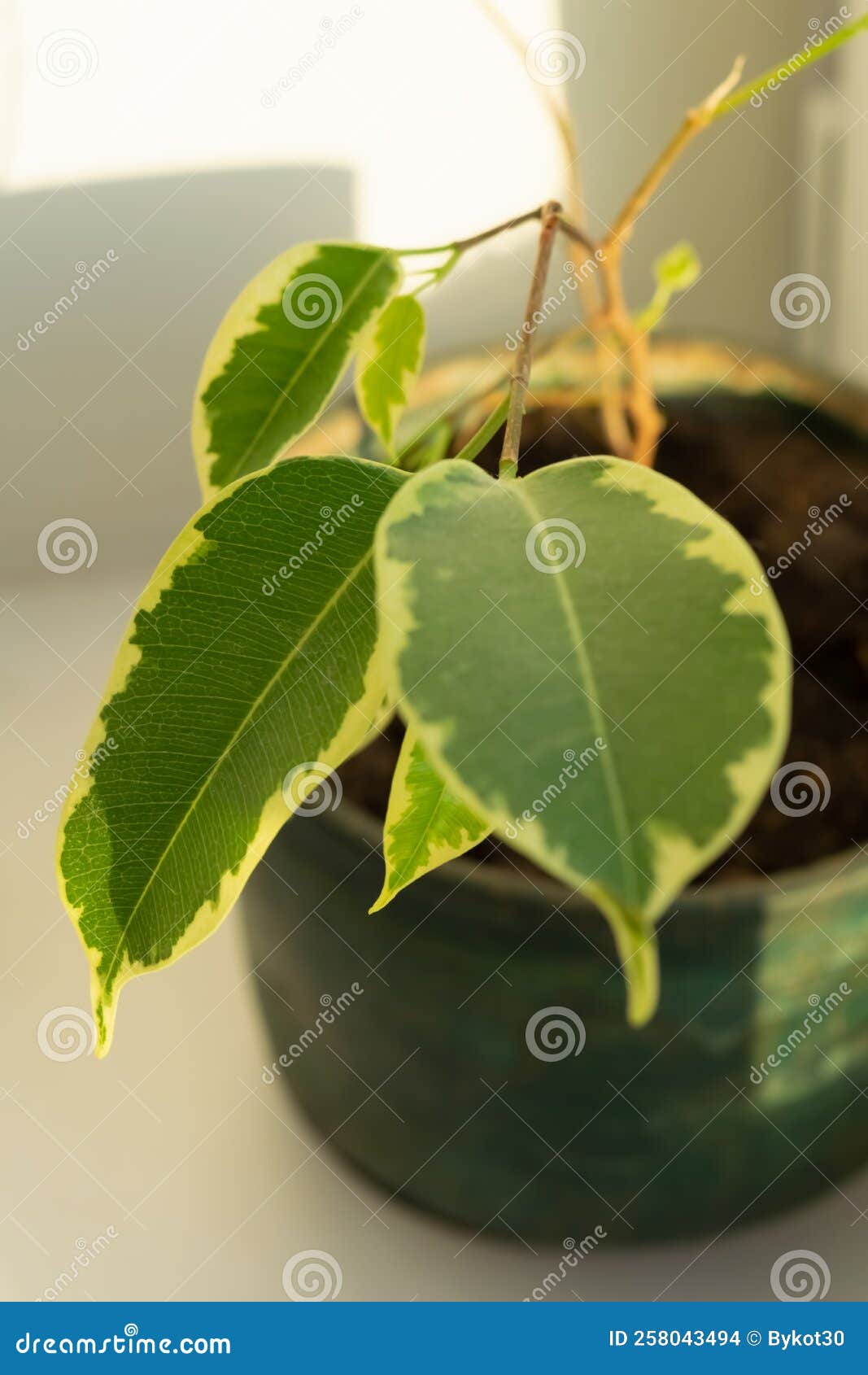 Ficus in a Flower Pot, Close-up. Stock Photo - Image of ficus ...
