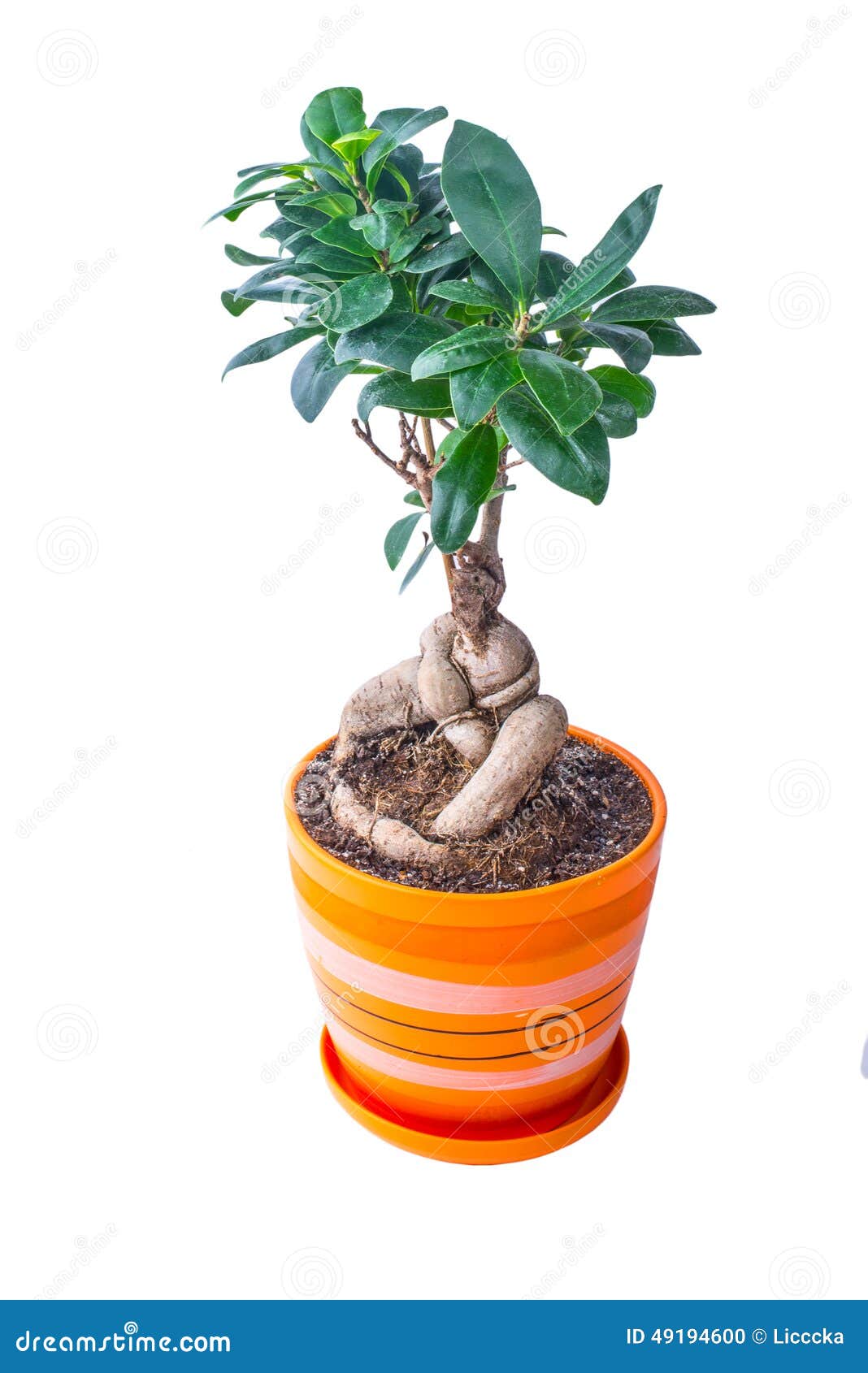 Ficus in a pot stock photo. Image of foliage, closeup - 49194600