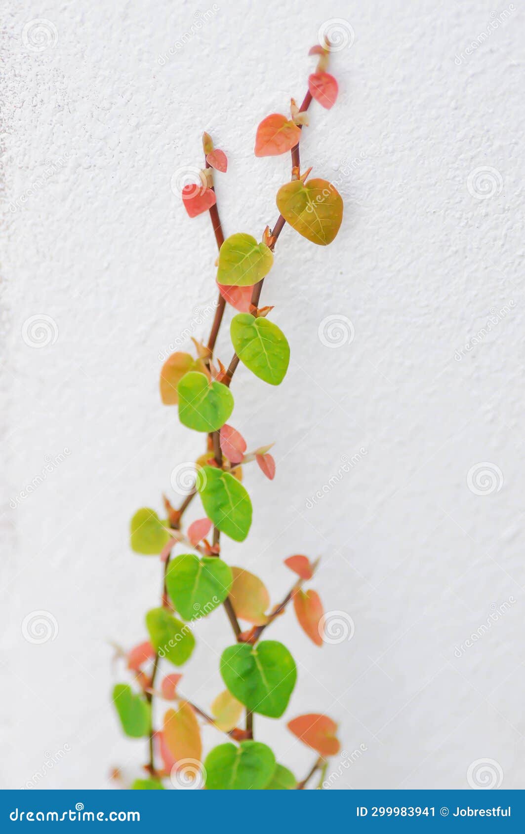 Ficus Pumila or Climbing Fig ,Ficus Pumila L or Creeping Fig or ...