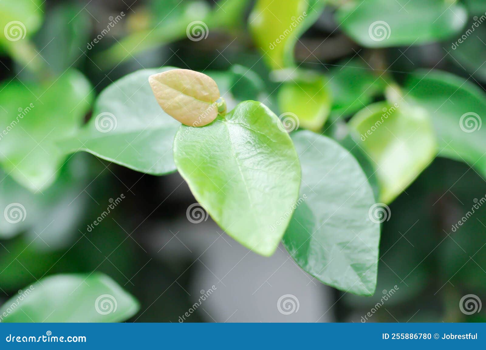 Ficus Pumila or Climbing Fig Stock Photo - Image of crassulaceae ...