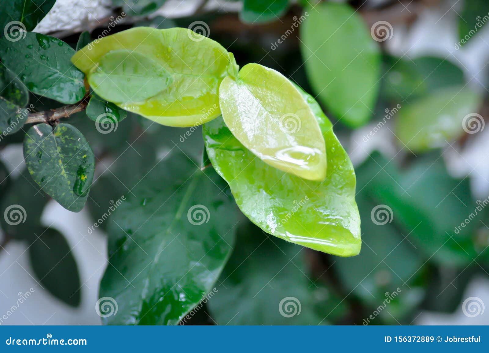 Ficus Pumila or Climbing Fig Plant Stock Image - Image of pumila ...