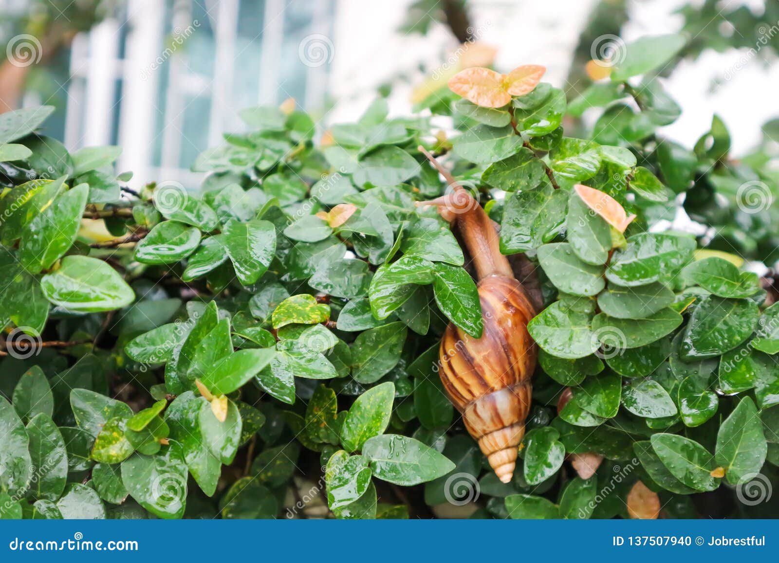 Snail Climber On An Unusual Plant Royalty-Free Stock Photography ...