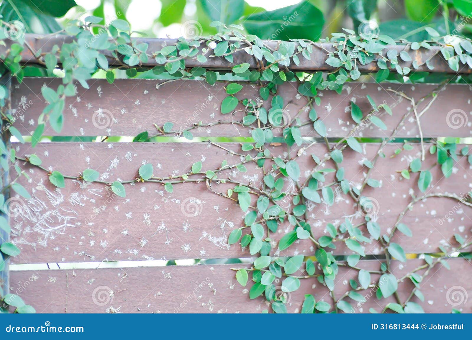 Ficus Pumila or Climbing Fig or Climbing Vine Stock Photo - Image of ...
