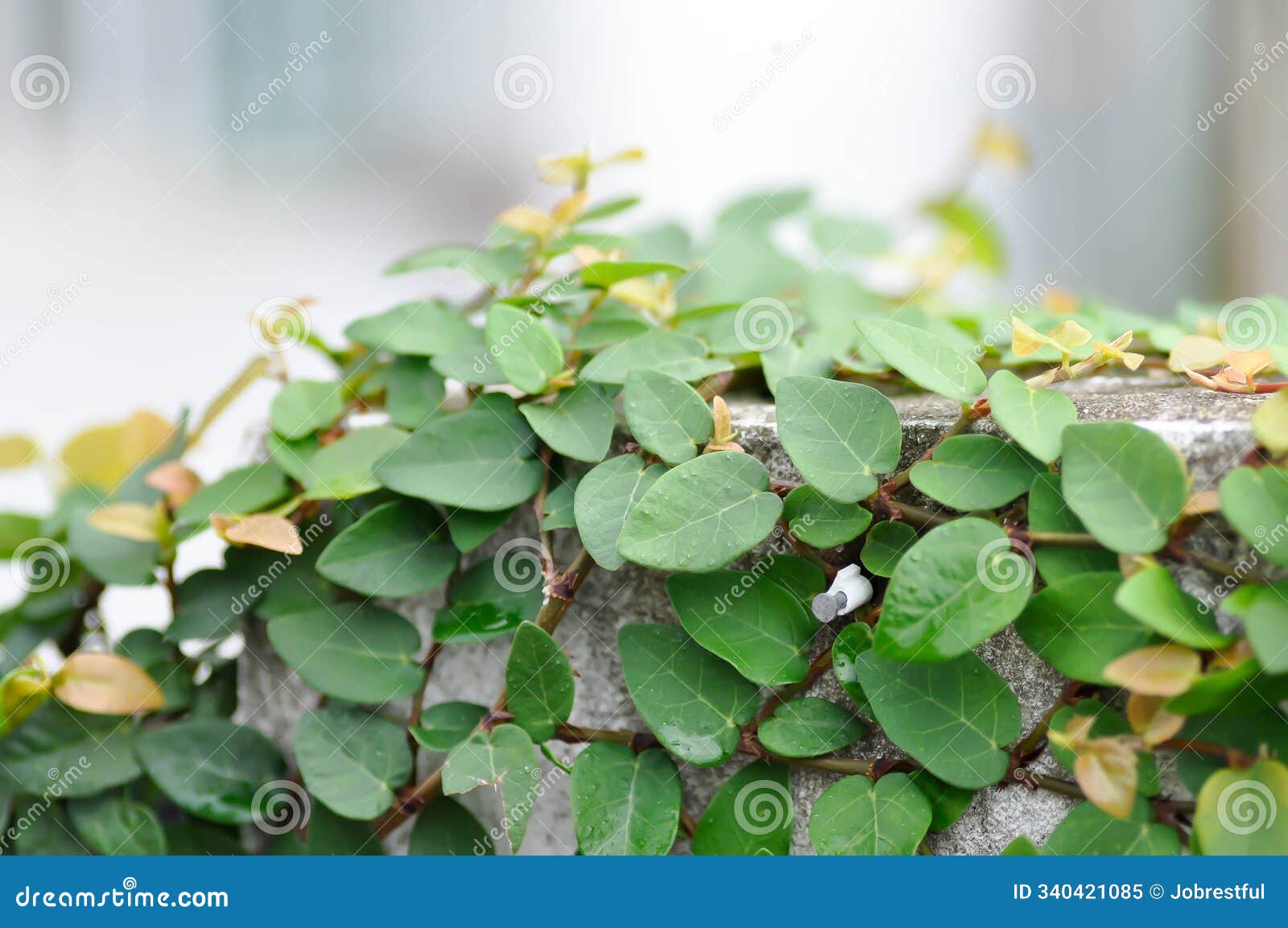 Ficus Pumila or Climbing Fig or Climbing Vine on the Fence Stock Image ...