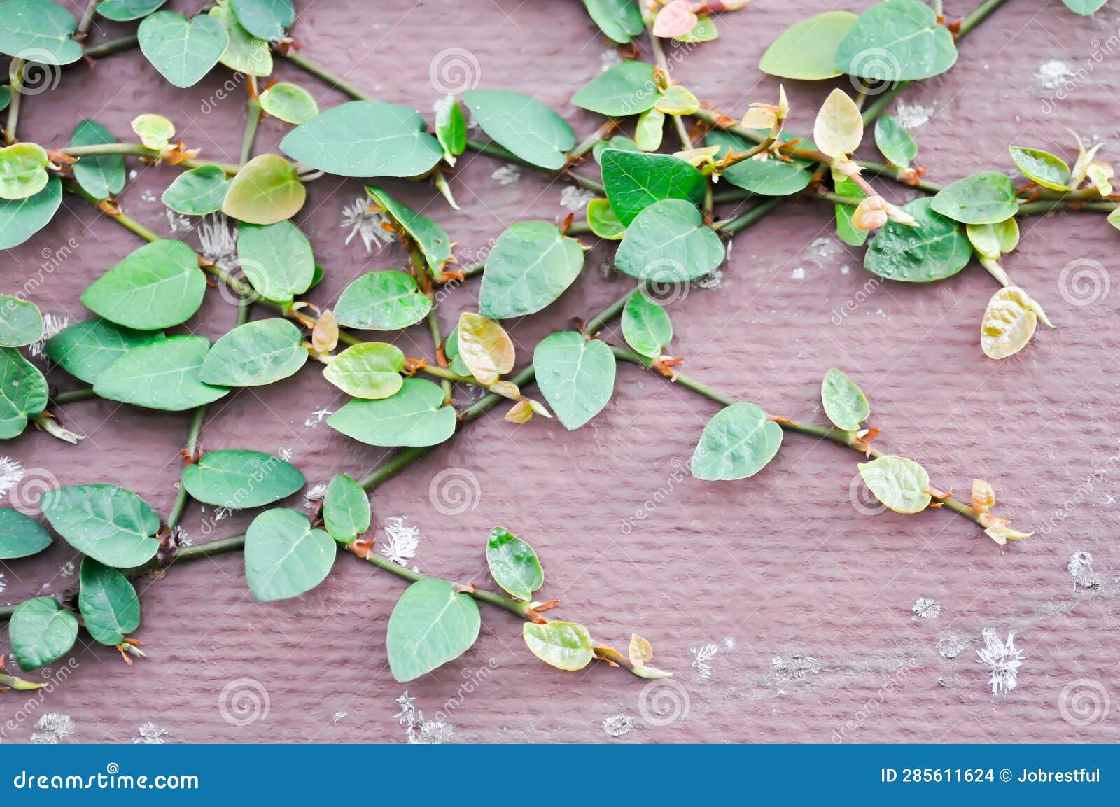 Ficus Pumila or Climbing Fig on the Wall Stock Photo - Image of leaf ...