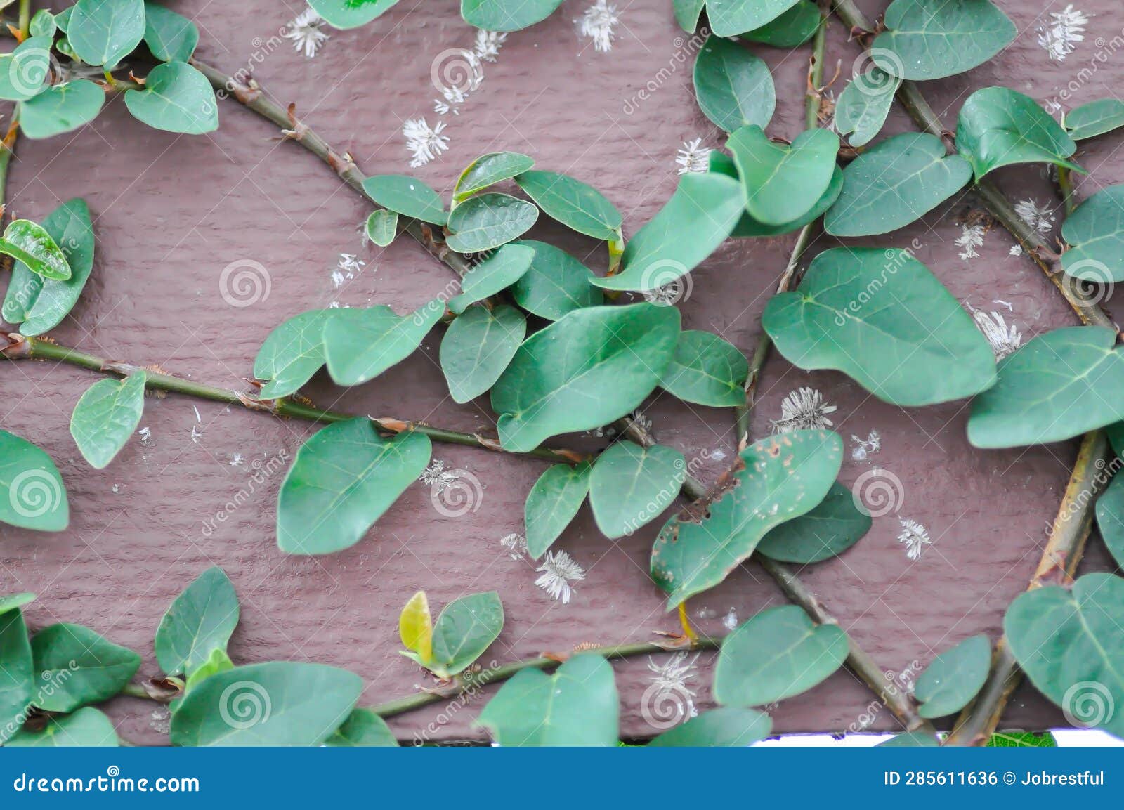Ficus Pumila or Climbing Fig on the Wall Stock Photo - Image of nature ...