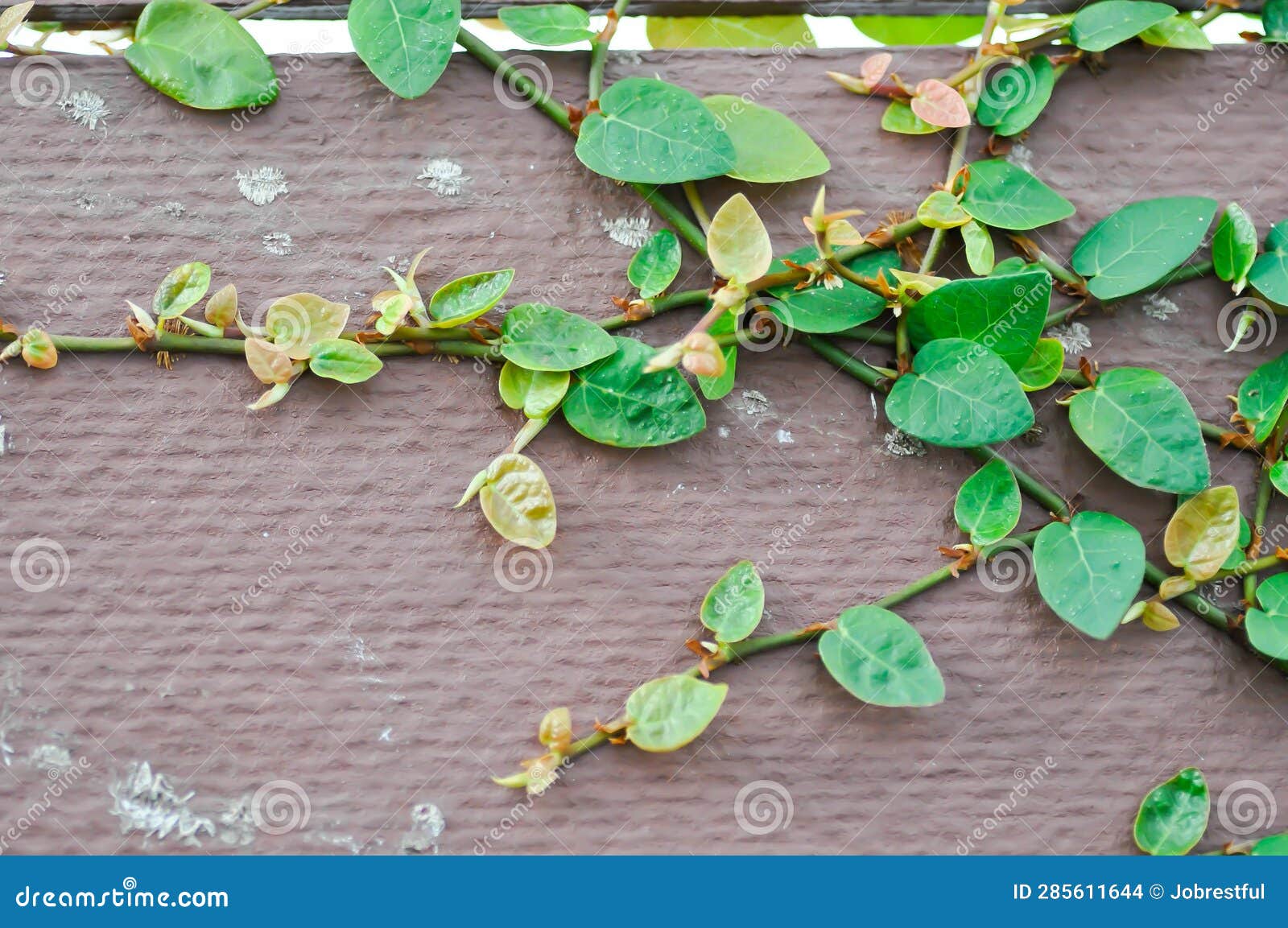 Ficus Pumila or Climbing Fig on the Wall Stock Photo - Image of petal ...