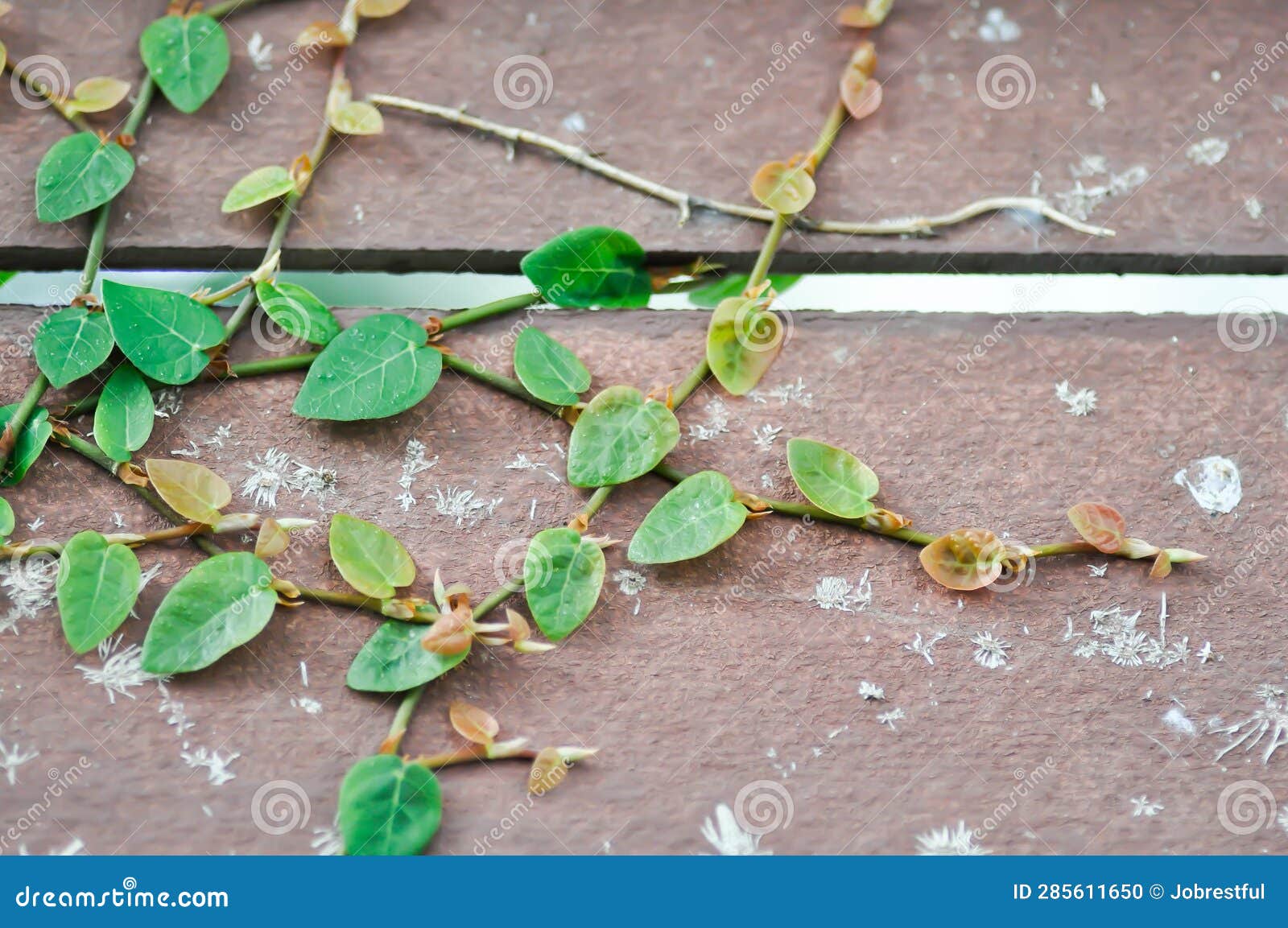 Ficus Pumila or Climbing Fig on the Wall Stock Photo - Image of ...