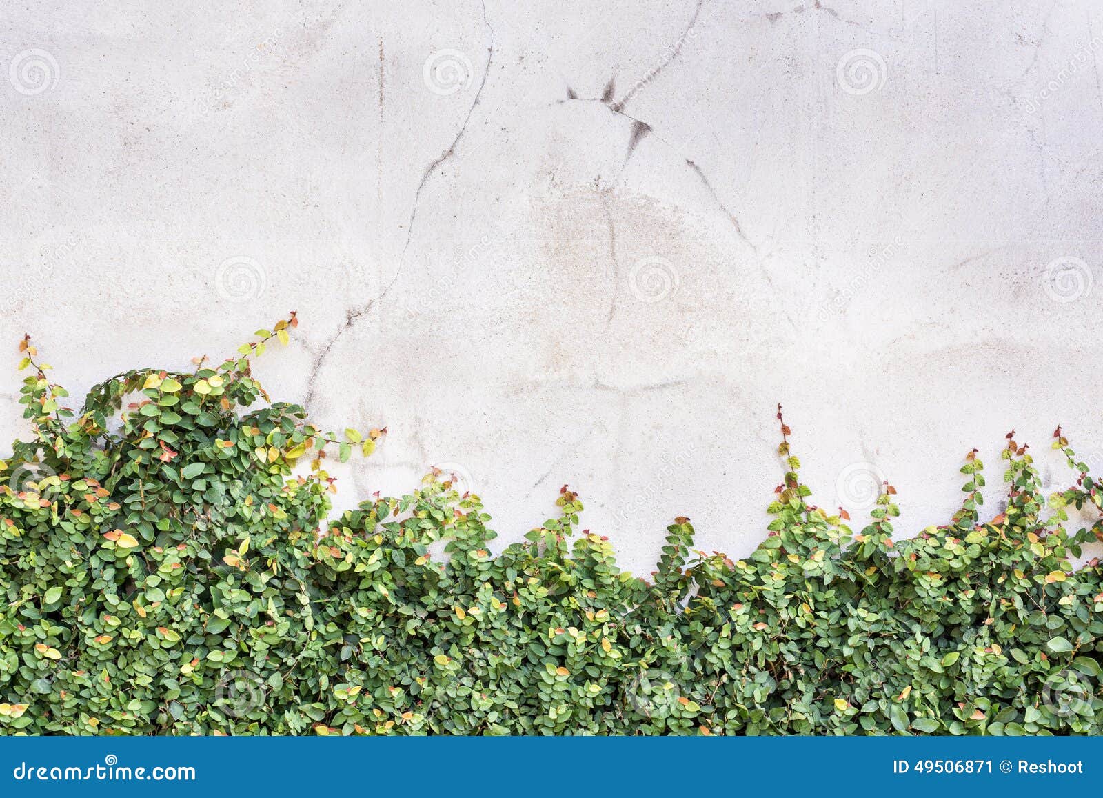 Ficus Pumila Creeping Along The Old Walls As The Background Stock Image ...