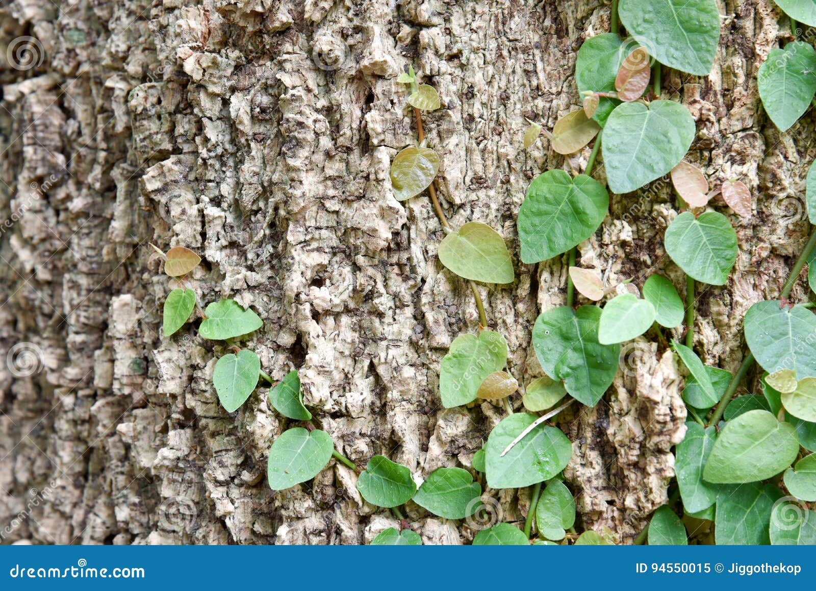 Ficus Pumila Climbing on Tree Bark Stock Image - Image of fresh ...