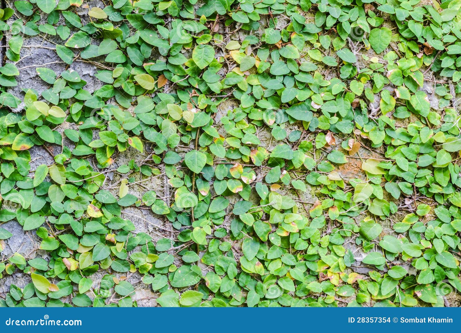 Ficus Pumila Climbing On Wall Stock Images - Image: 28357354