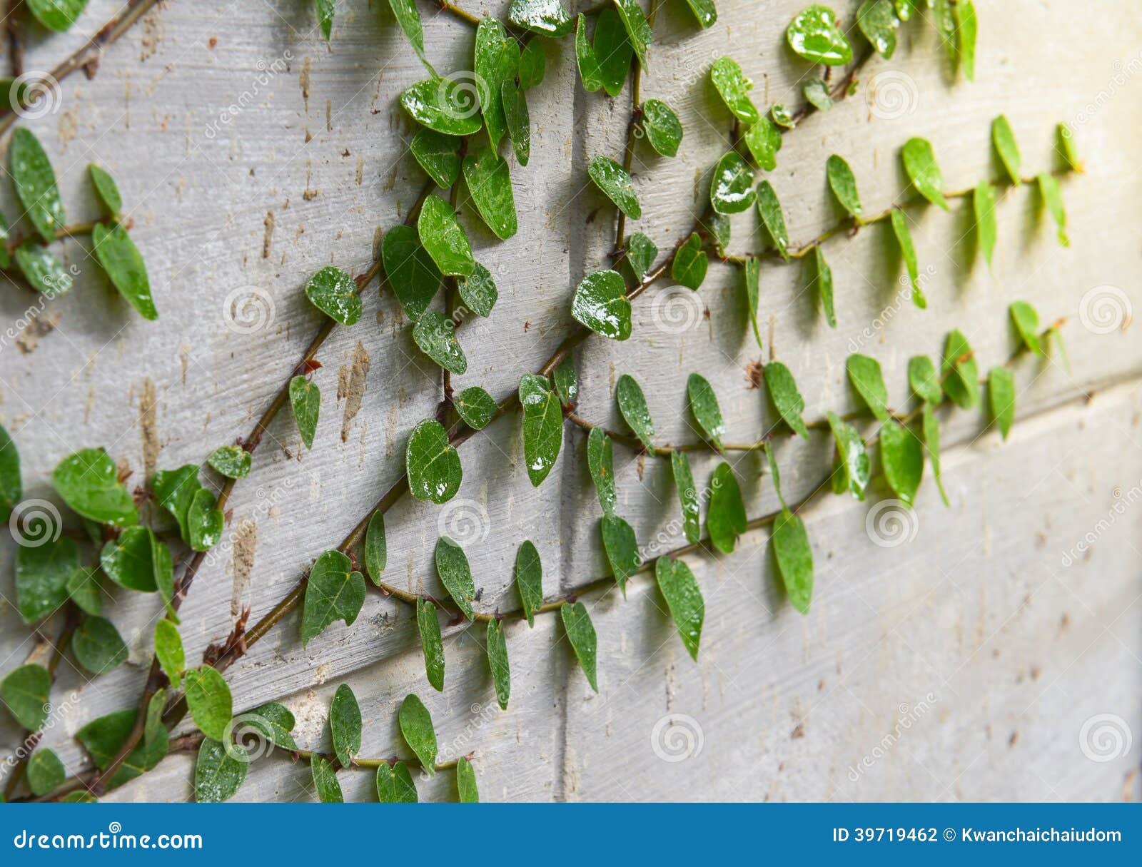 Ficus Pumila Climbing the Wall Stock Photo - Image of leaf, outdoors ...