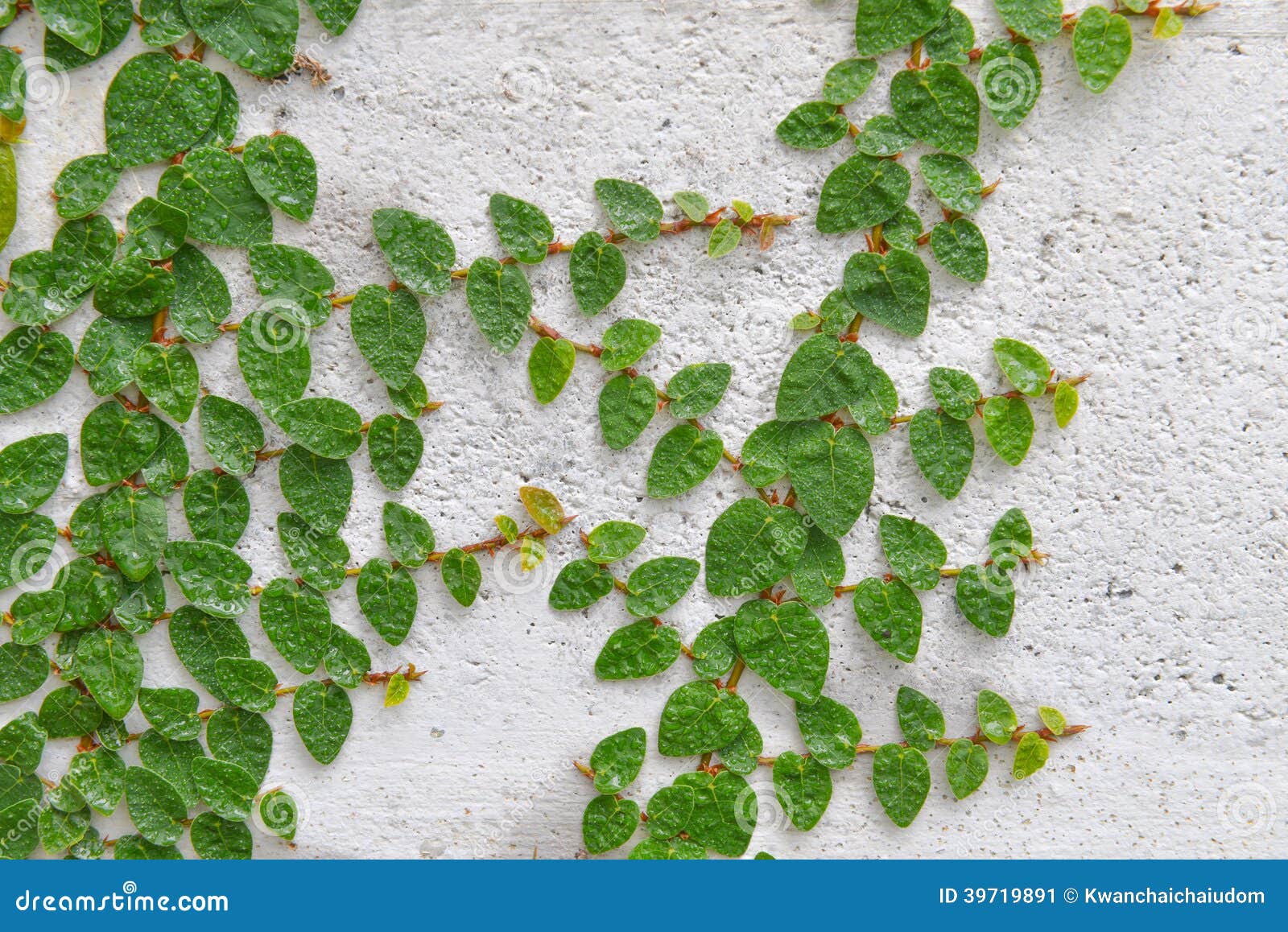 Ficus Pumila Climbing the Wall Stock Image - Image of wallpaper, garden ...