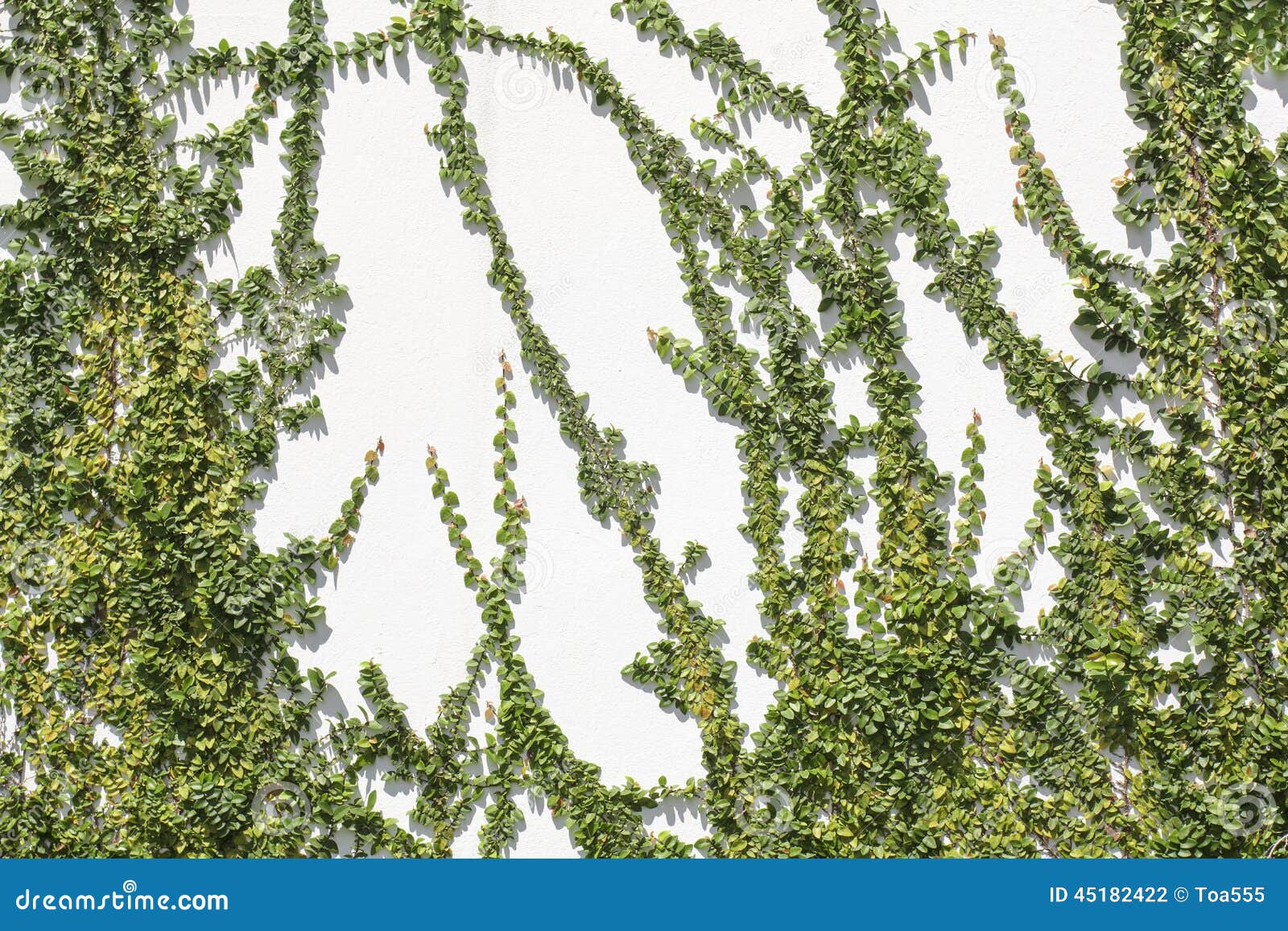 Ficus Pumila Climbing on White Wall Stock Photo - Image of fence ...