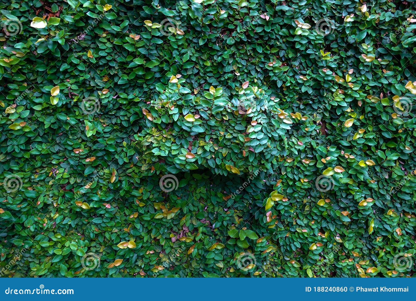 Ficus Pumila Green Leaves Wall Tree Background Stock Photo - Image of ...