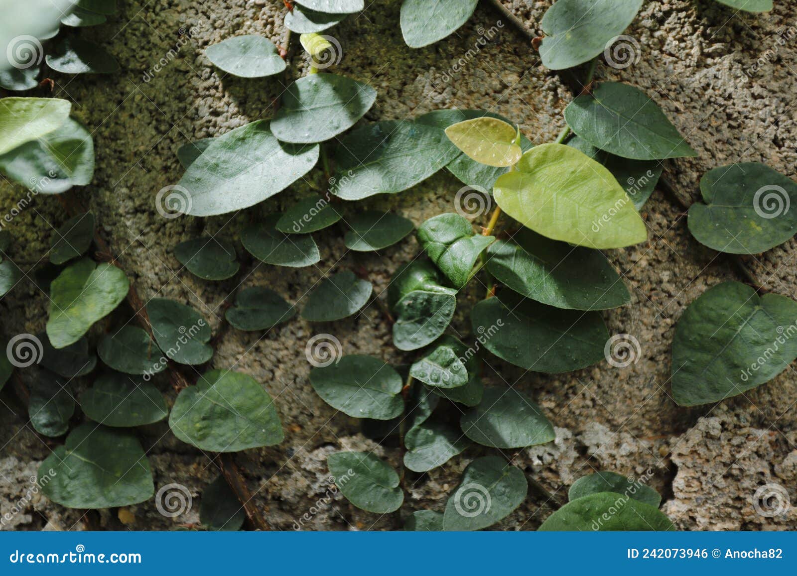 Ficus Pumila L with Cement Wall Stock Photo - Image of growing, park ...