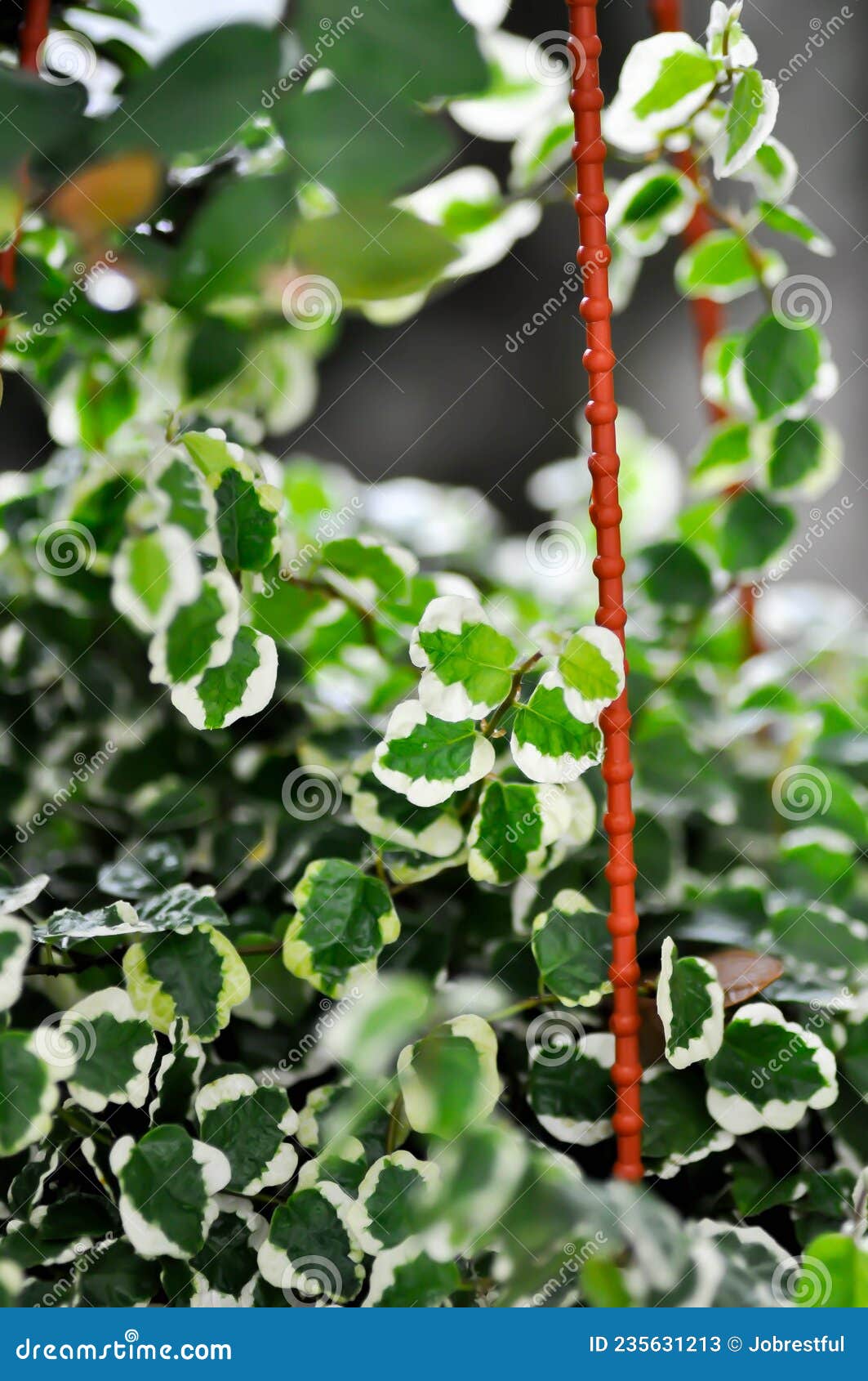 Ficus Pumila L, Climbing Fig or MORACEAE Stock Image - Image of nature ...