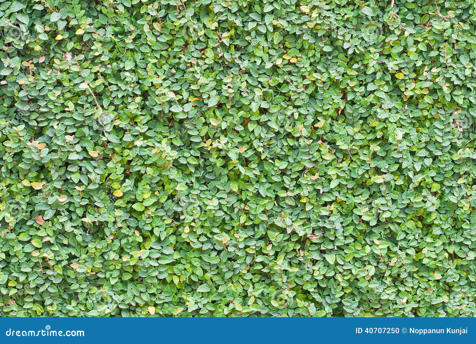 Ficus Pumila, Creeping Fig, Plants As Wonderful Nature Background Stock ...