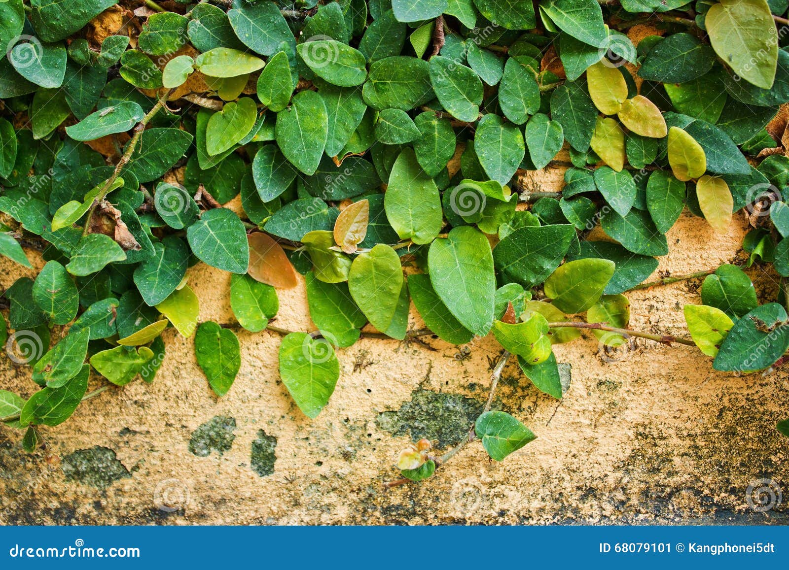 Ficus Pumila on Old Plaster Walls Stock Image - Image of green, climb ...