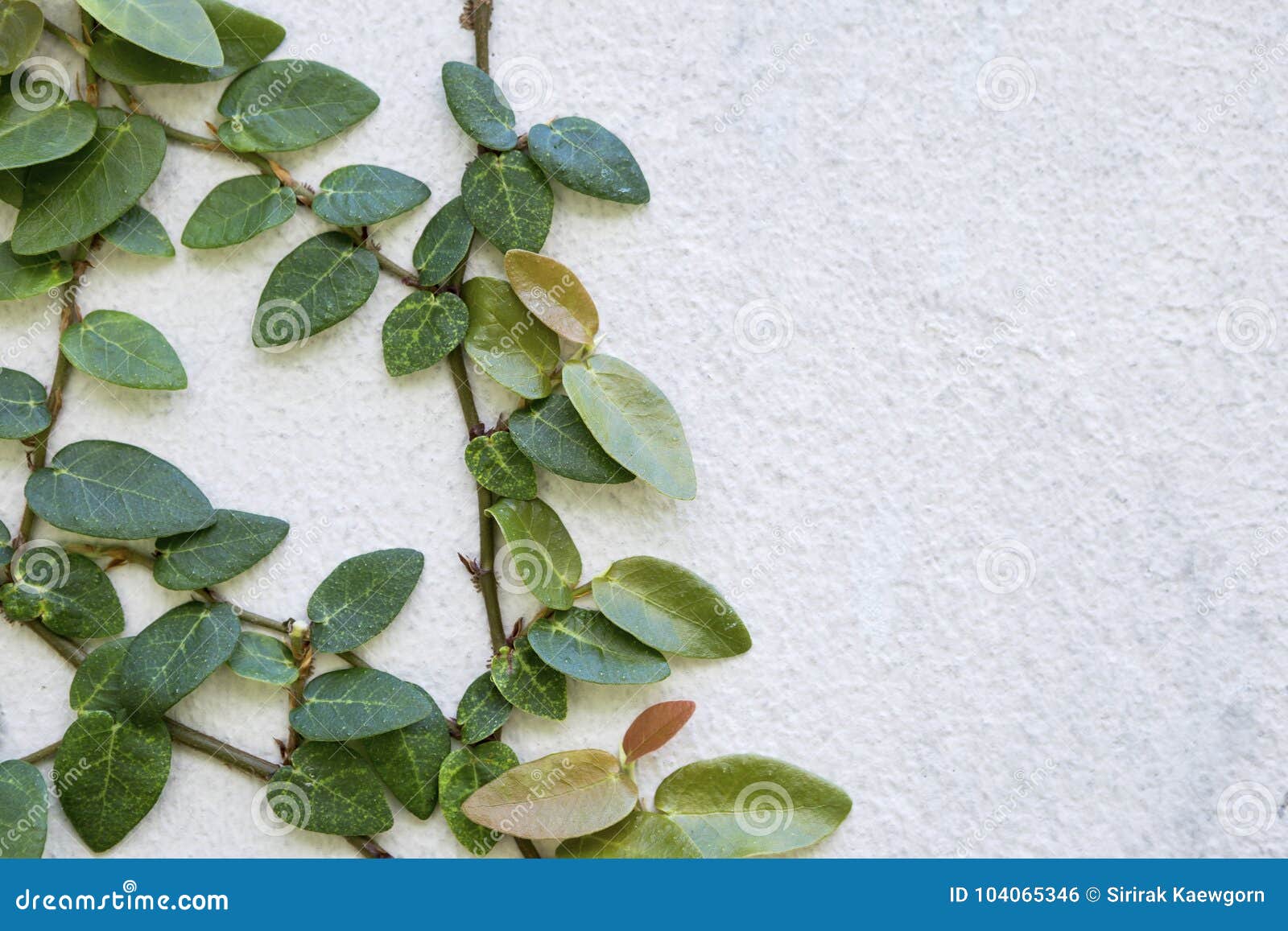 Ficus Pumila Plant Growing on White Cement Wall Stock Photo - Image of ...