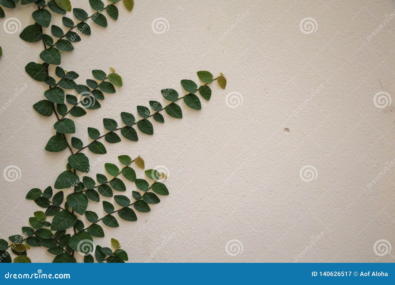 Ficus Pumila Plant on White Wall Background.Climbing Fig on the Wall ...