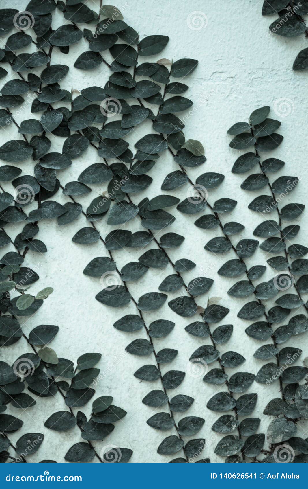 Ficus Pumila Plant on White Wall Background.Climbing Fig on the Wall ...