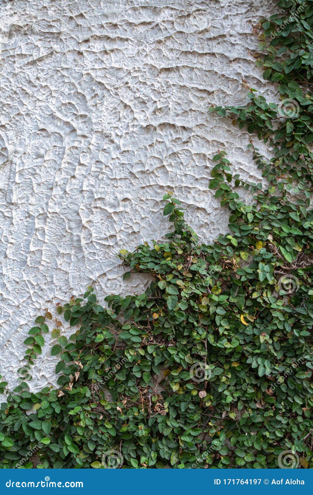Ficus Pumila Plant on White Wall Background.Climbing Fig on the Wall ...