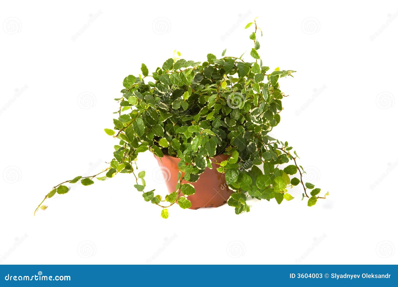 Ficus pumila Sunny stock image. Image of isolated, garden - 3604003