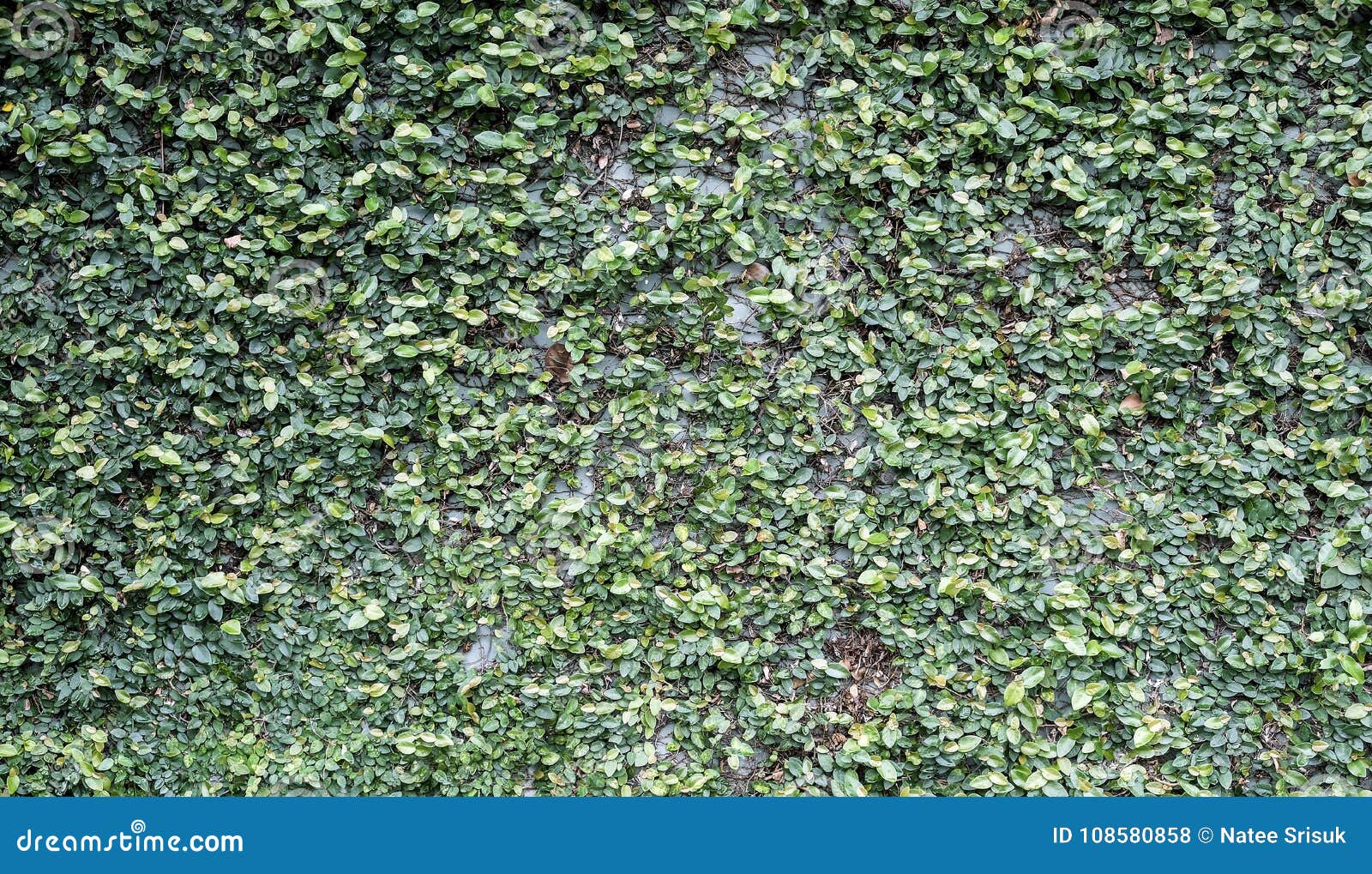 Ficus Pumila Creeping Along The Old Walls As The Background Stock Image ...
