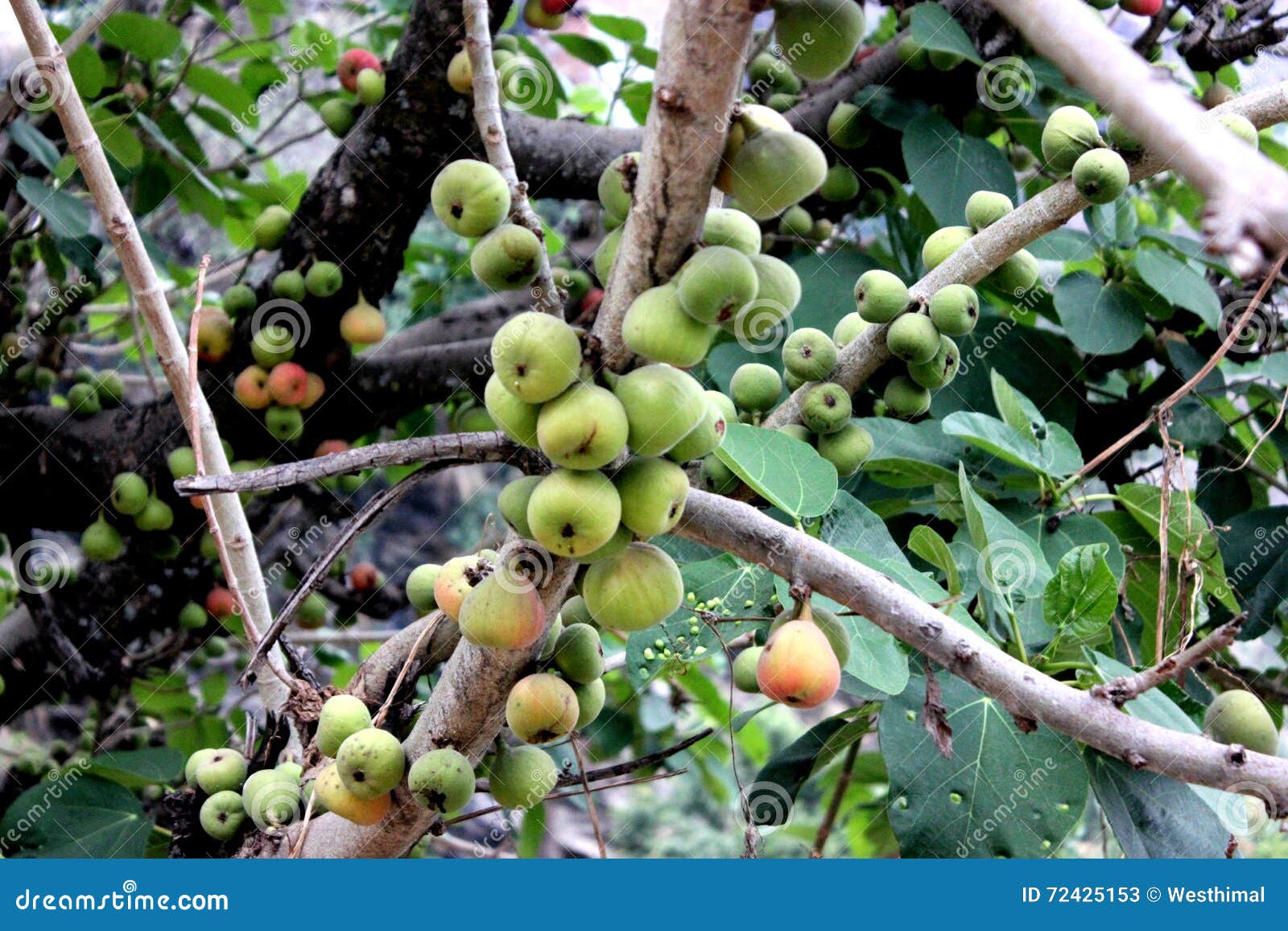 Ficus Racemosa, Cluster Fig Tree, Indian Fig Tree, Goolar Stock Image ...
