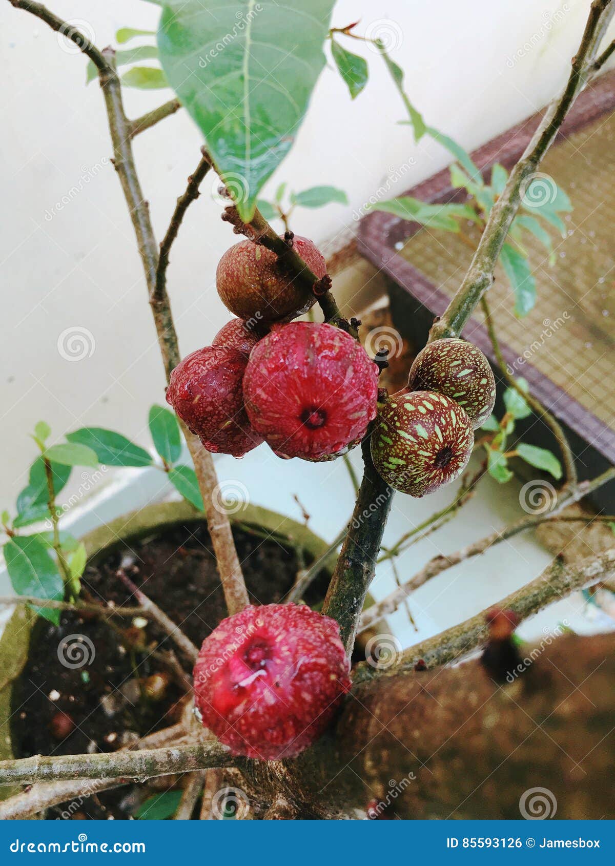 Ficus racemosa fruits stock photo. Image of holy, cultivated - 85593126