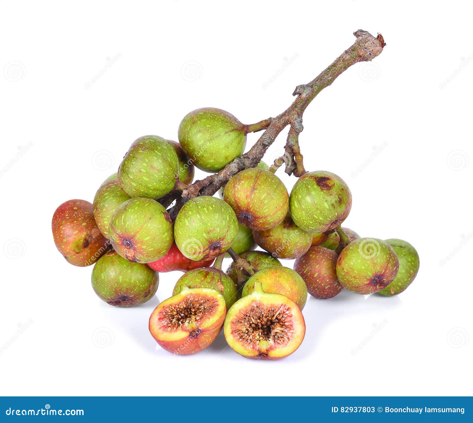 Ficus Racemosa Syn. Ficus Glomerata Roxb. Is A Species Of Plant In The ...