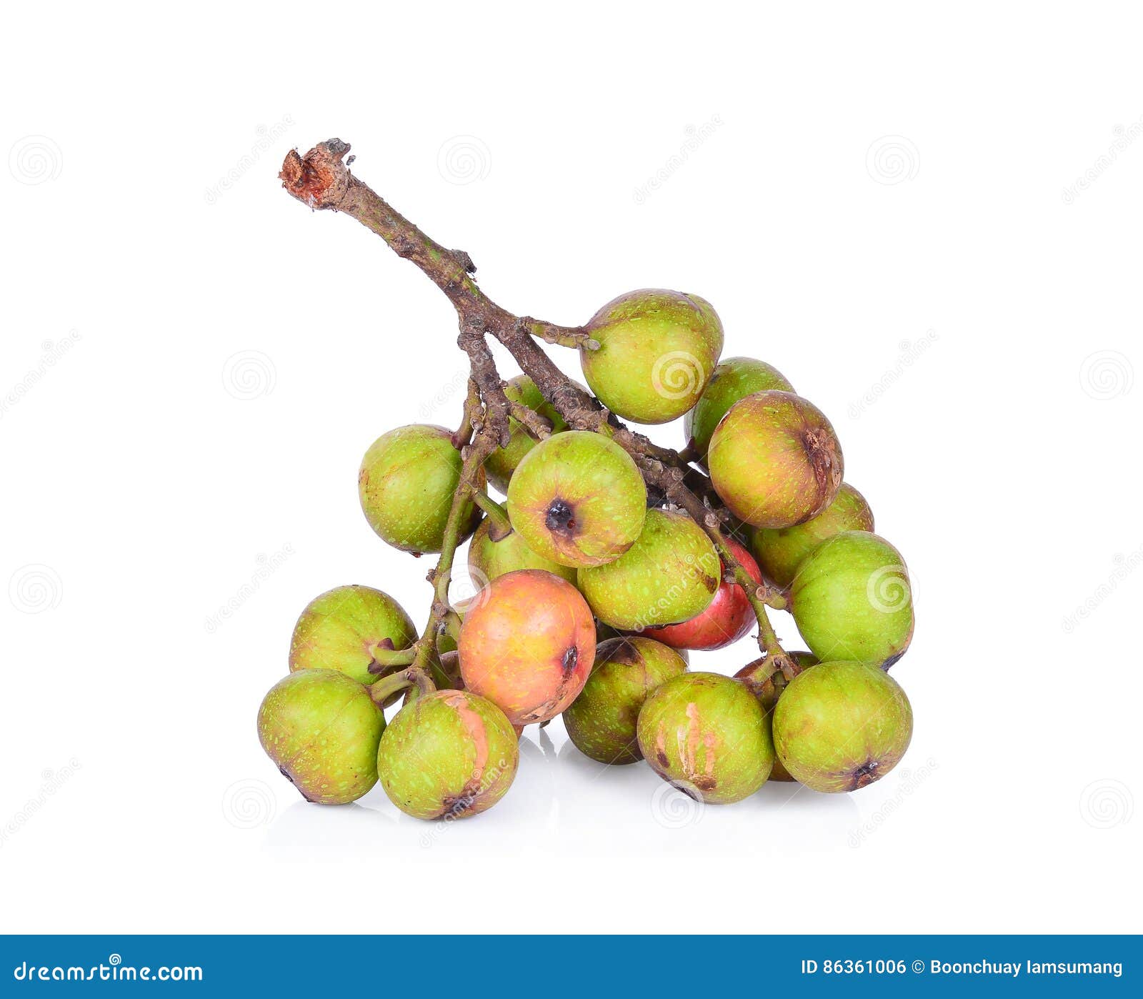 Ficus Racemosa Syn. Ficus Glomerata Roxb. Is A Species Of Plant In The ...