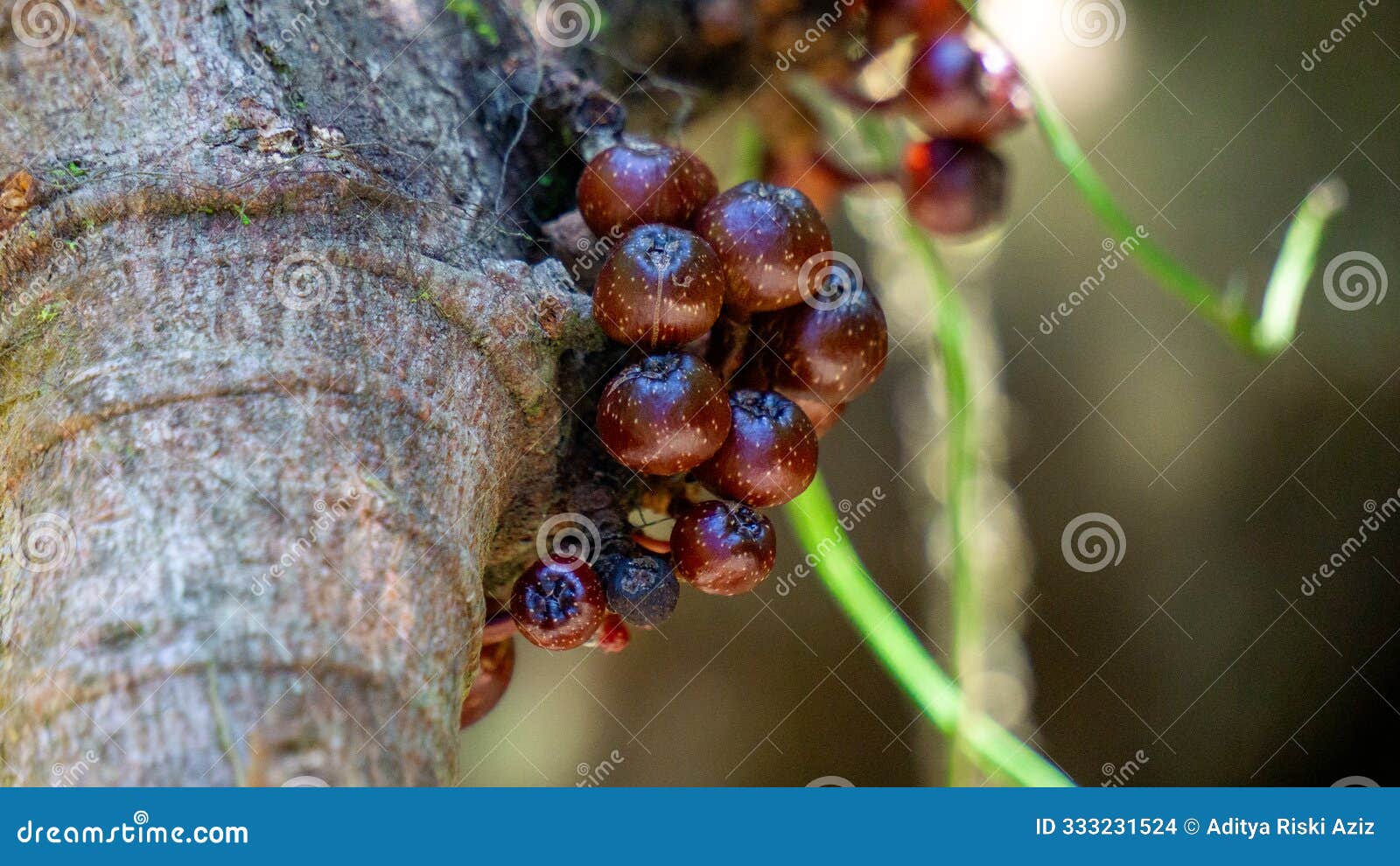 Ficus Racemosa (loa, Lo, Elo, Cluster Fig, Ficus Glomerata) Fruit on ...
