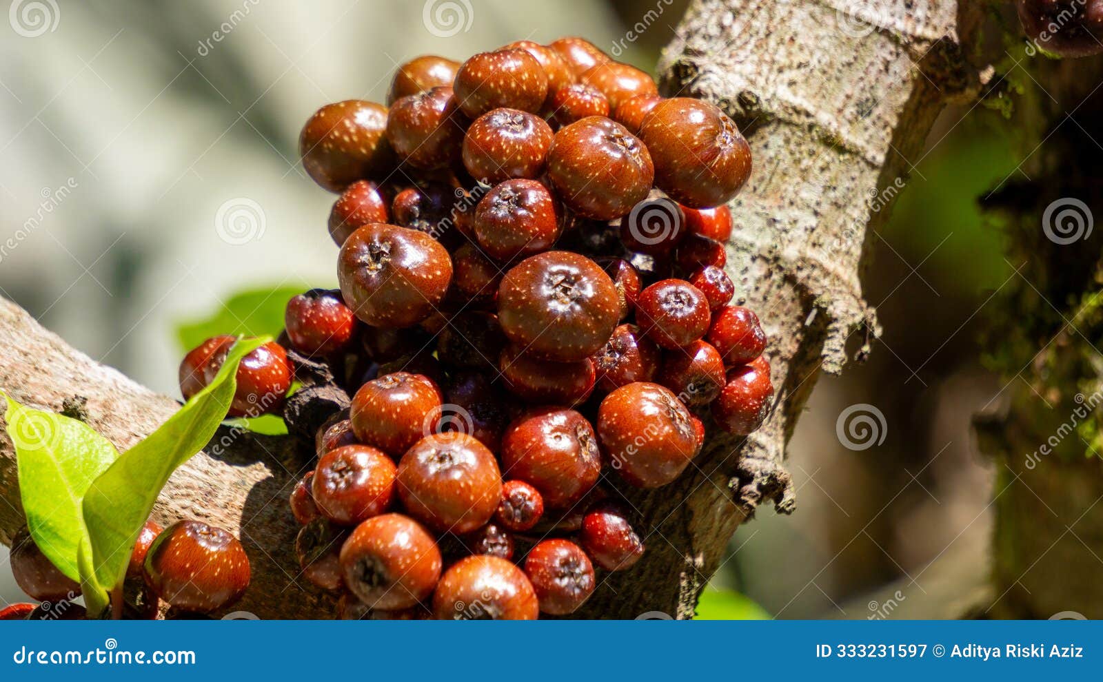 Ficus Racemosa (loa, Lo, Elo, Cluster Fig, Ficus Glomerata) Fruit on ...