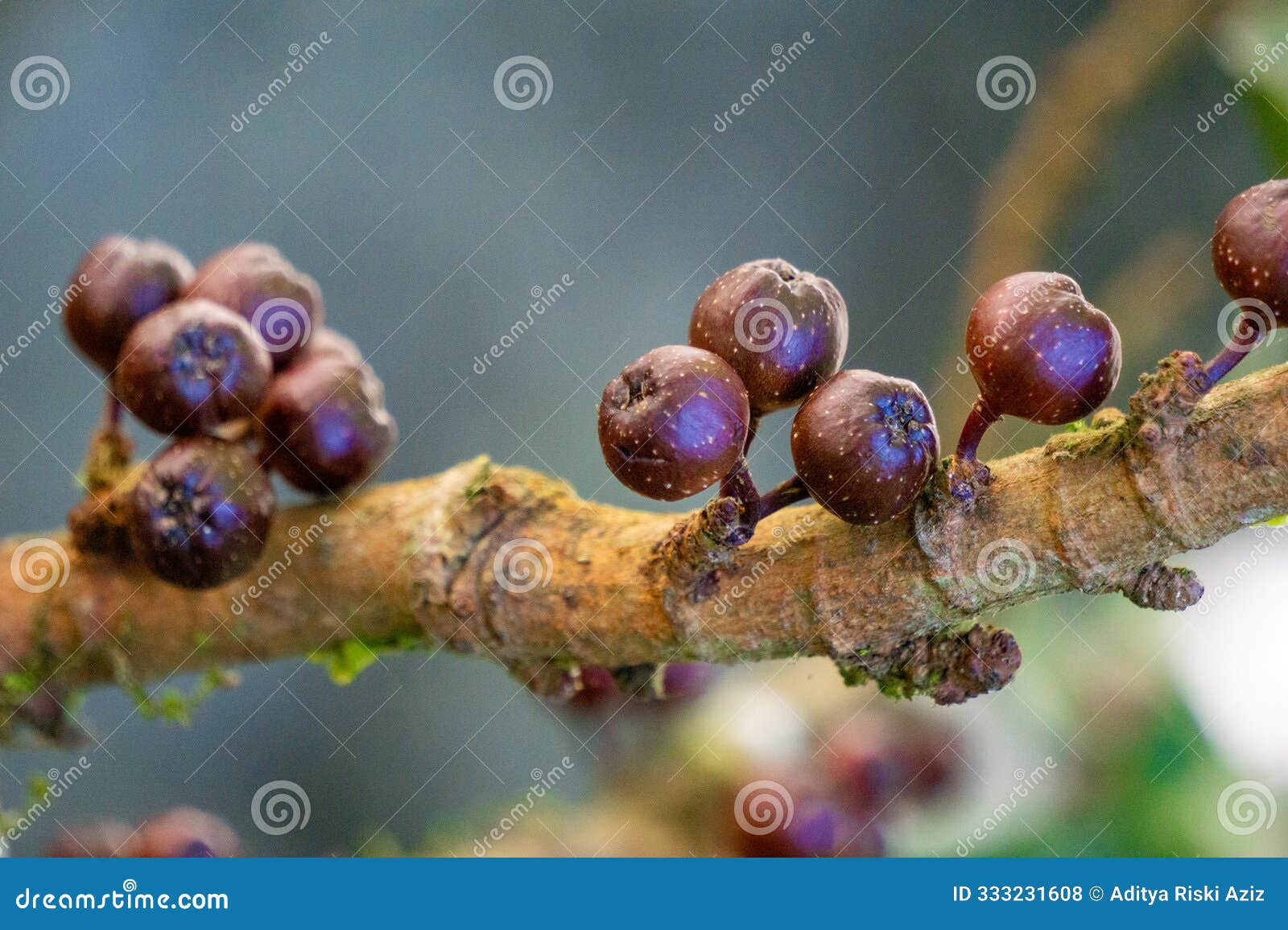Ficus Racemosa (loa, Lo, Elo, Cluster Fig, Ficus Glomerata) Fruit on ...