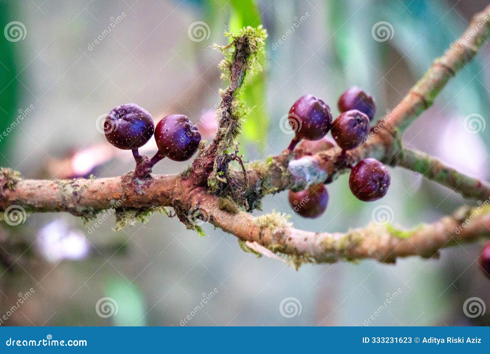Ficus Racemosa Or The Cluster Fig Fruit Stock Image | CartoonDealer.com ...