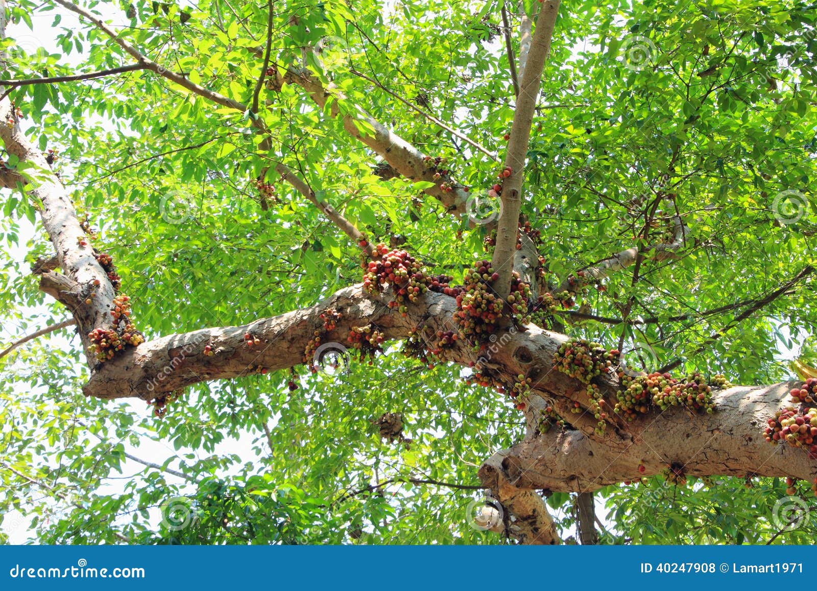 Ficus racemosa stock photo. Image of park, juicy, organic - 40247908