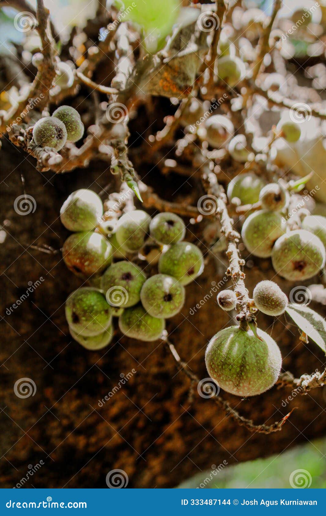 Ficus Rasemosa Fruit or Local People Usually Call it Loa Fruit Stock ...