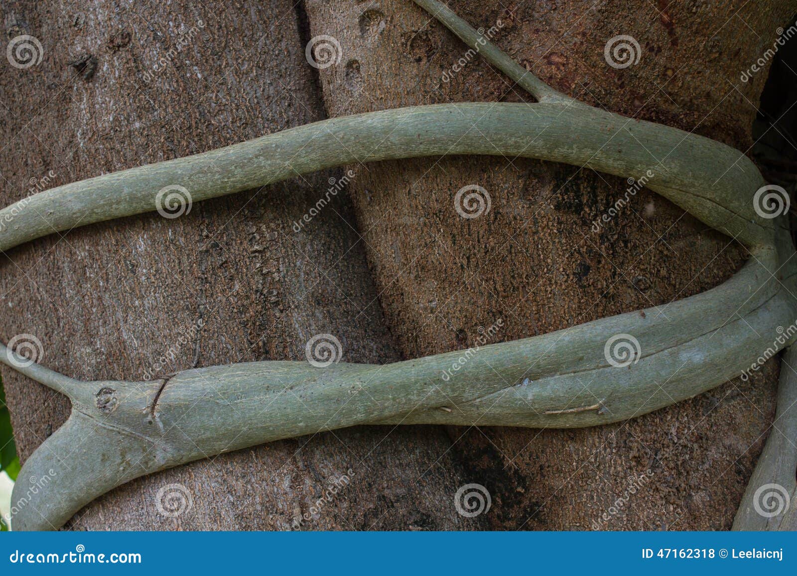 Ficus Religiosa (bo Tree) Root Stock Photo - Image of root, peaceful ...