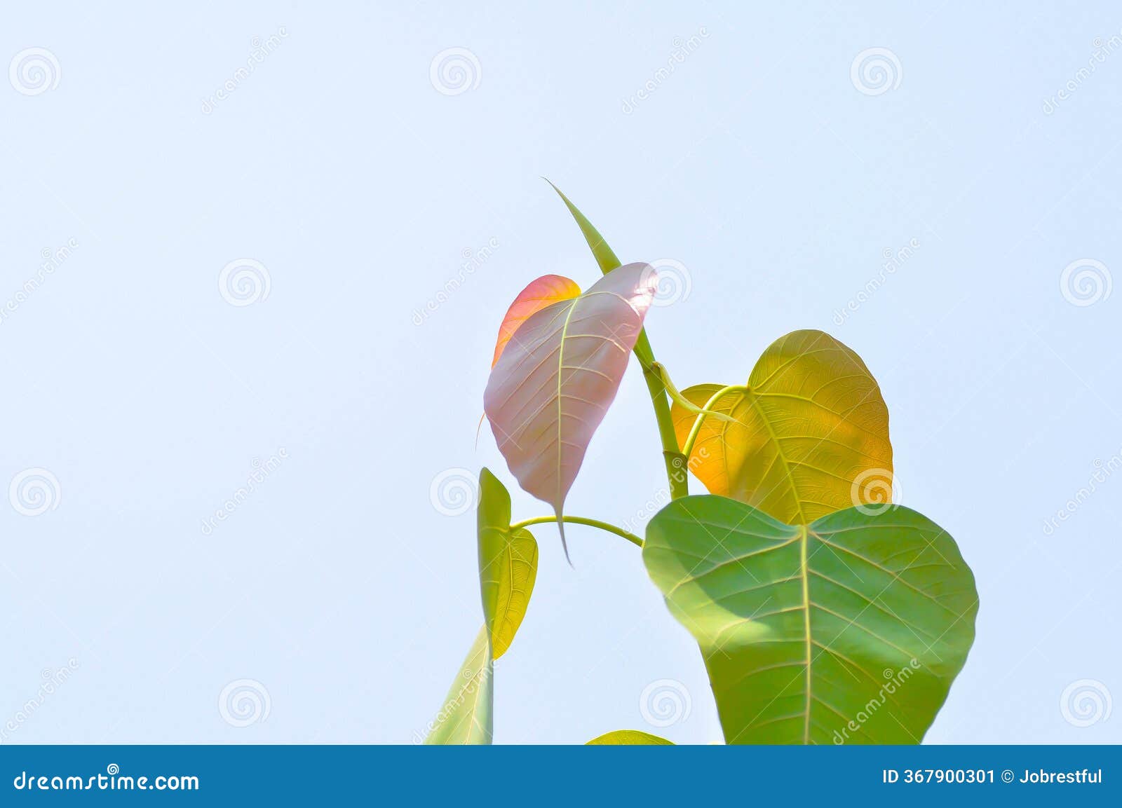 Ficus Religiosa Or Sacred Fig Is A Species Of Mulberry Family.bodhi ...