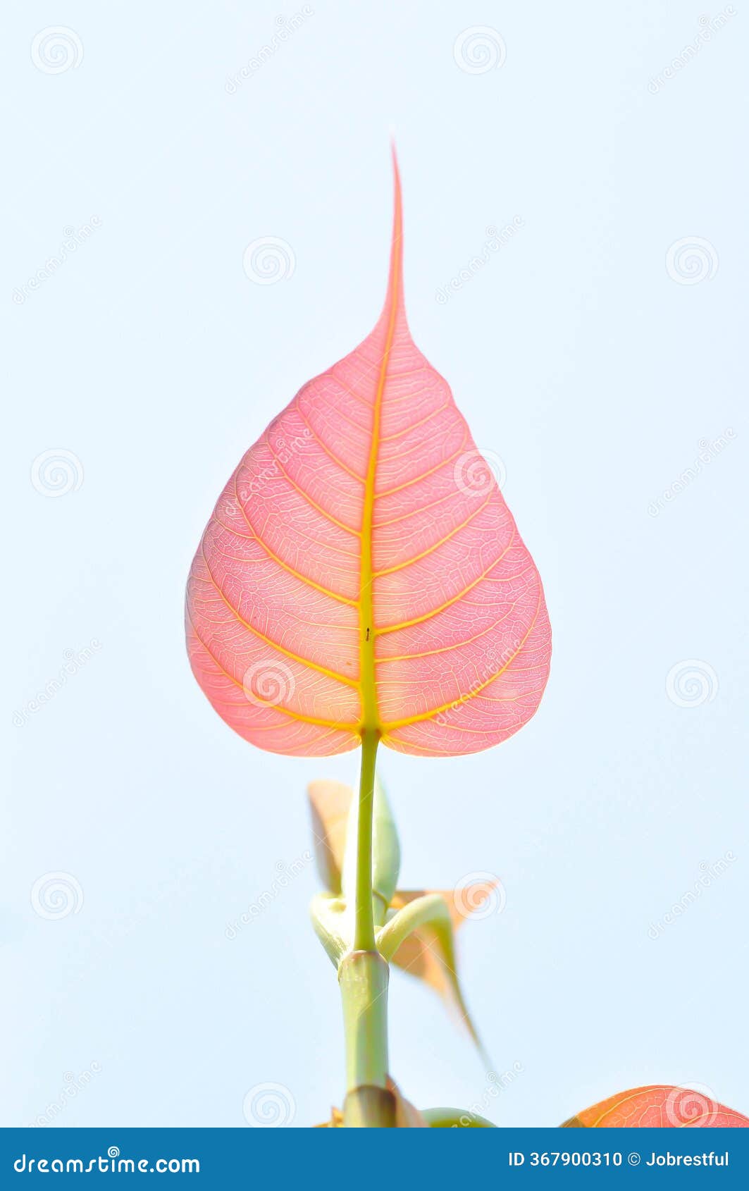 Ficus Religiosa Or Sacred Fig Is A Species Of Mulberry Family.bodhi ...