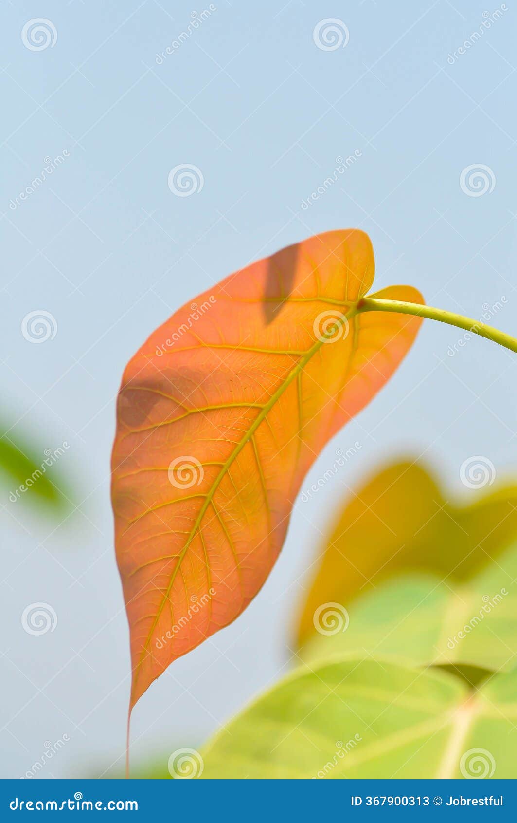 Ficus Religiosa Or Sacred Fig Is A Species Of Mulberry Family.bodhi ...