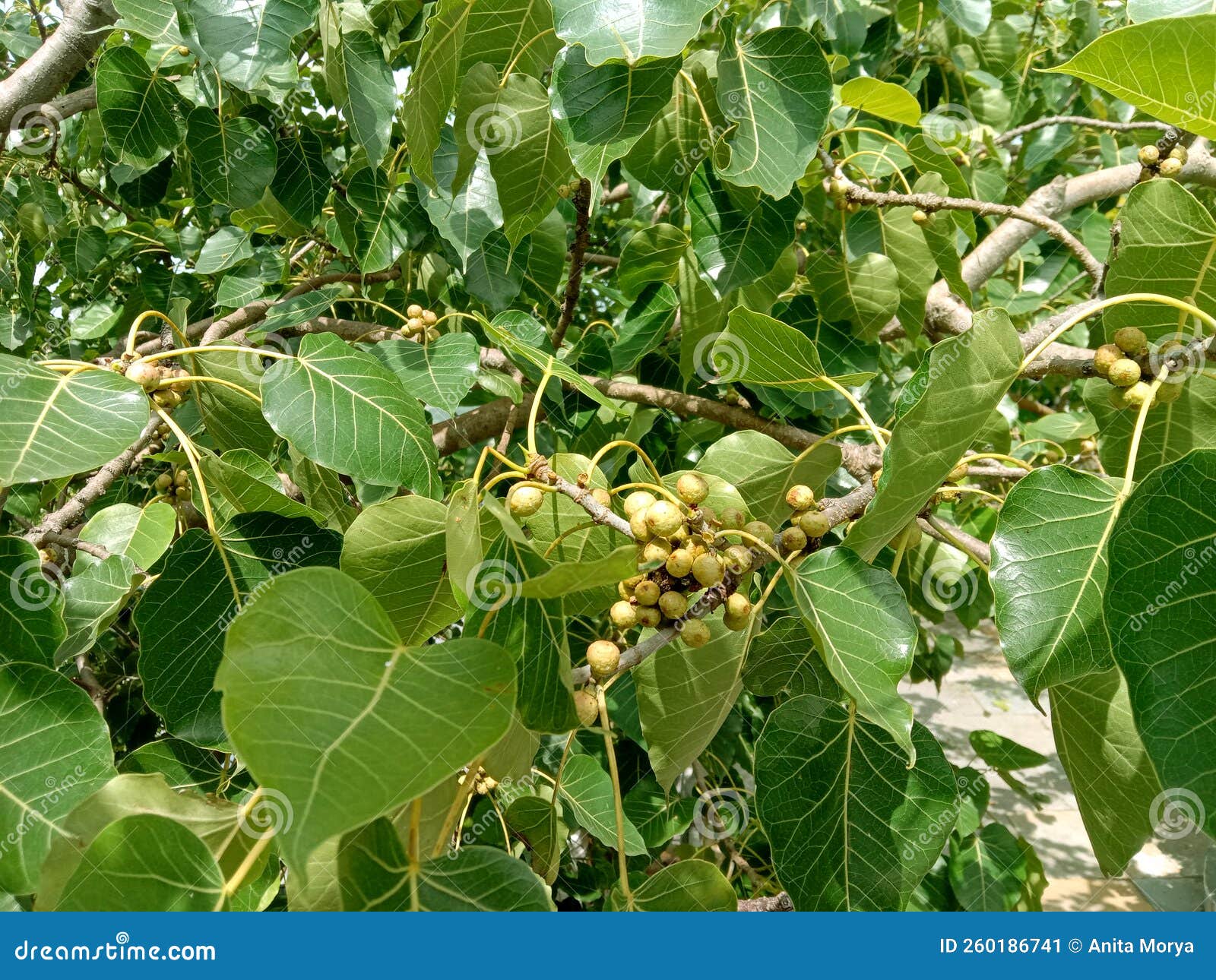 GREEN Ficus Religiosa or PEEPAL TREE LEAF and FRUITS Stock Image ...